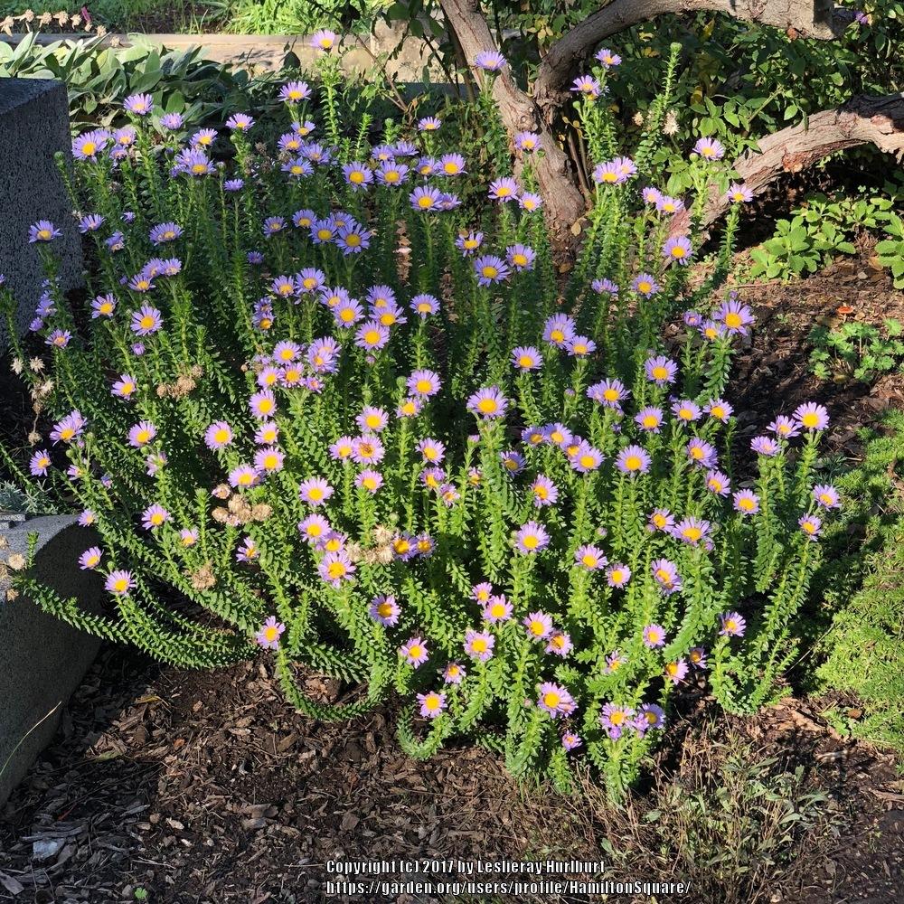 Dune Daisy (Felicia echinata) in the Asters Database - Garden.org