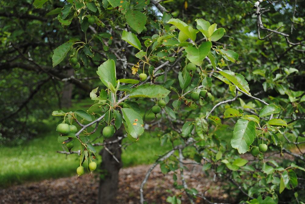 Photo of the fruit of Sweet Crabapple (Malus coronaria) posted by ...