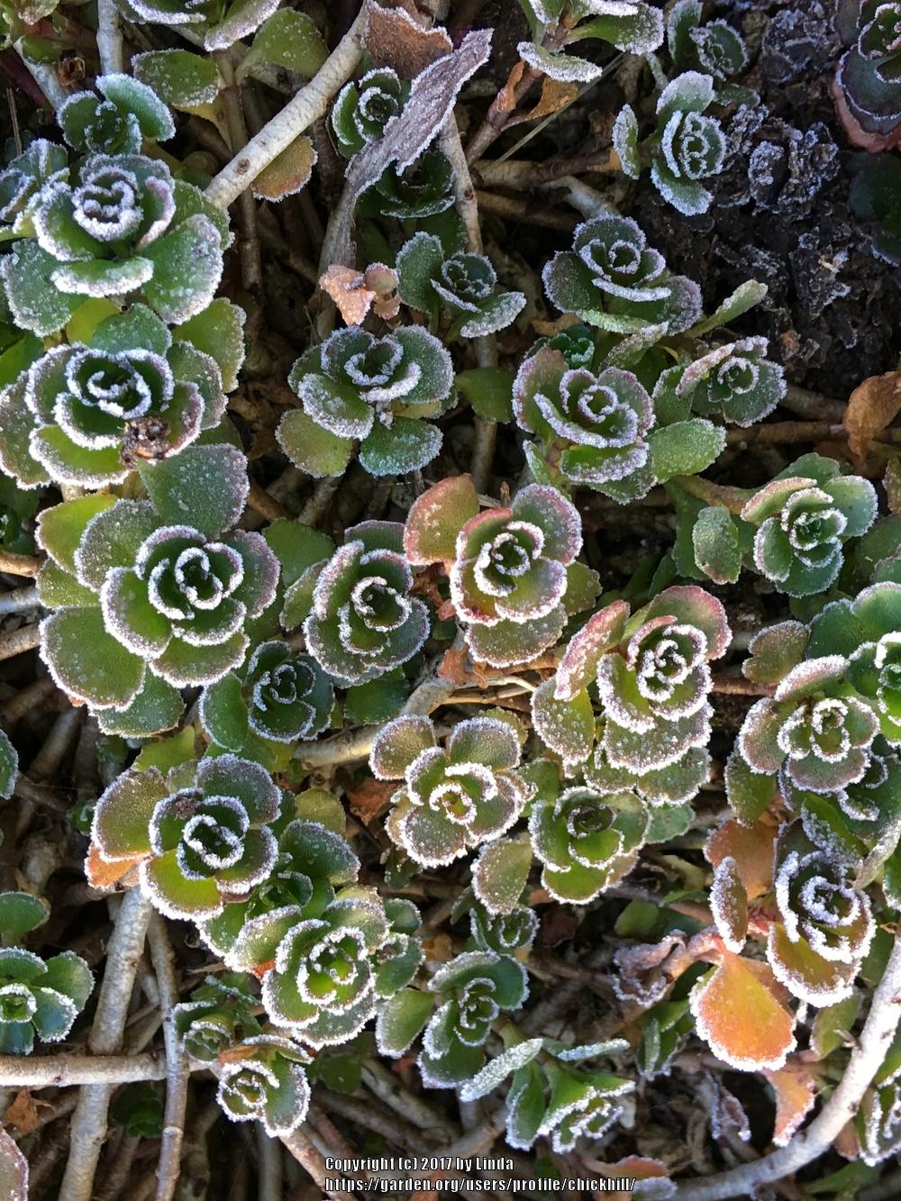 Sedums: Plant Care and Collection of Varieties - Garden.org