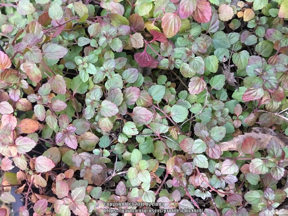Photo of the fall color of Speedwell (Veronica 'Whitewater') posted by ...