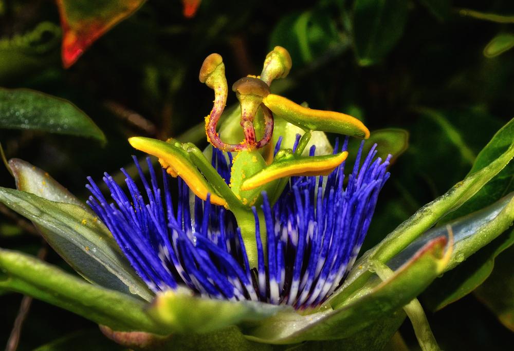 Photo of the bloom of Passion Vine (Passiflora Damsel’s Delight ...