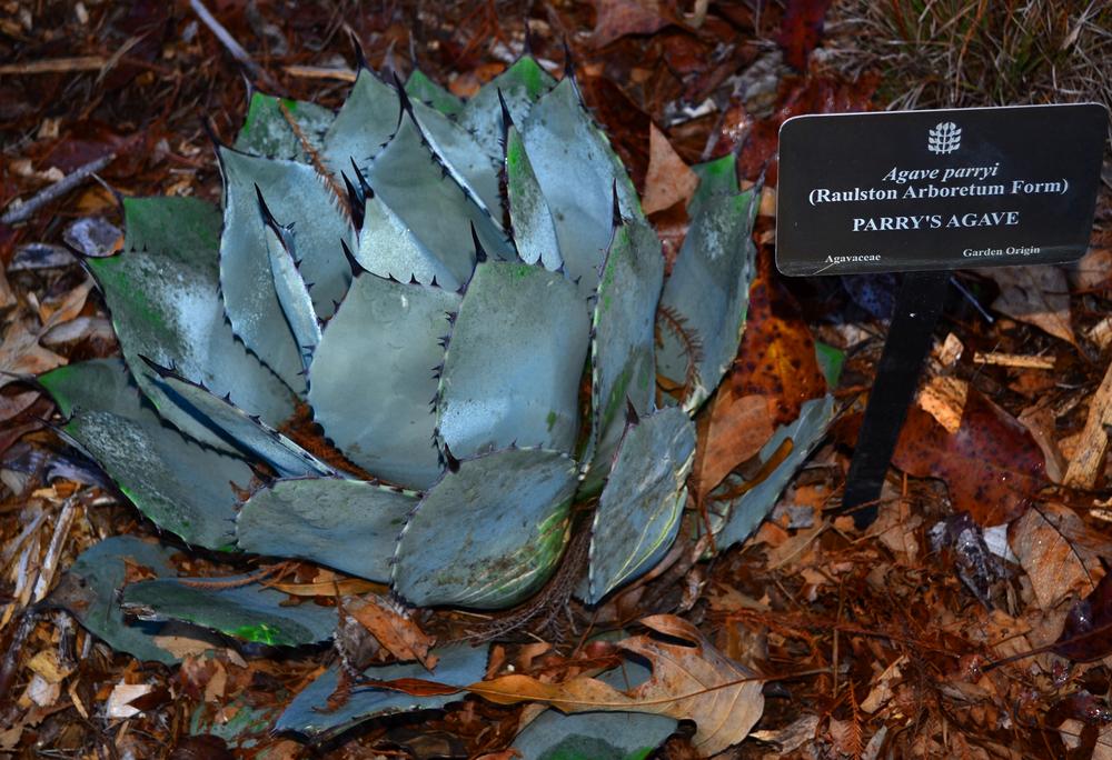 Photo of the entire plant of Parry's Agave (Agave parryi 'J.C. Raulston ...