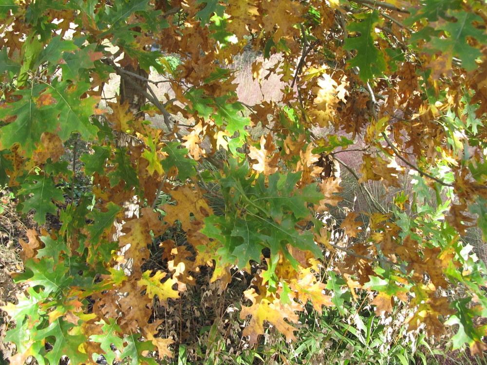 Photo of the fall color of Shumard Oak (Quercus shumardii) posted by ...