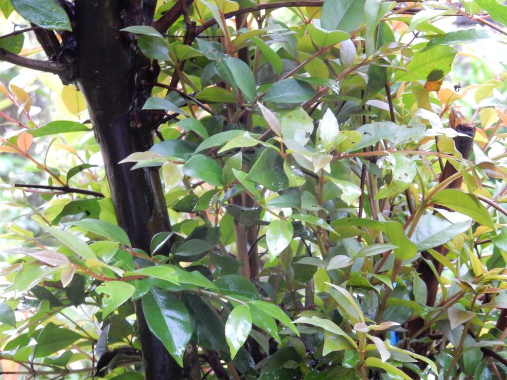 Costa Rican Guava (Psidium friedrichsthalianum) - Garden.org