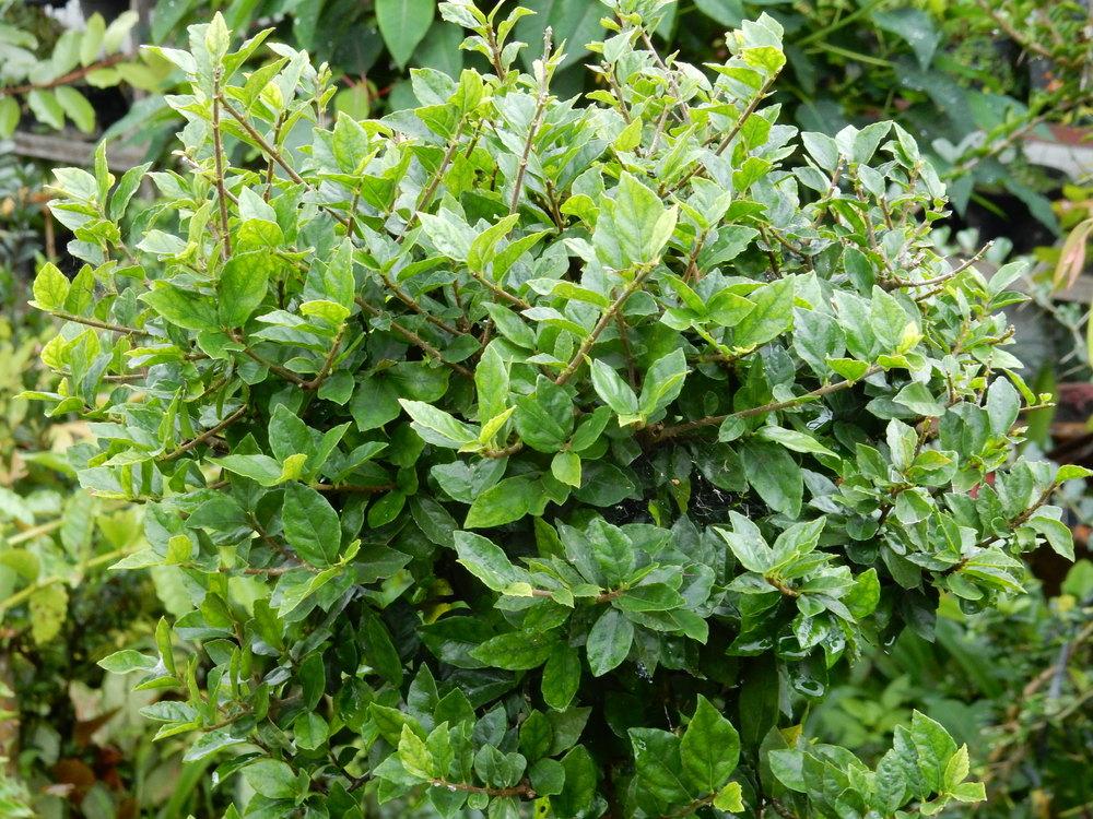 Streblus asper - Garden.org