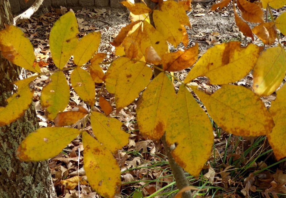 Photo of the fall color of Mockernut Hickory (Carya alba) posted by ...