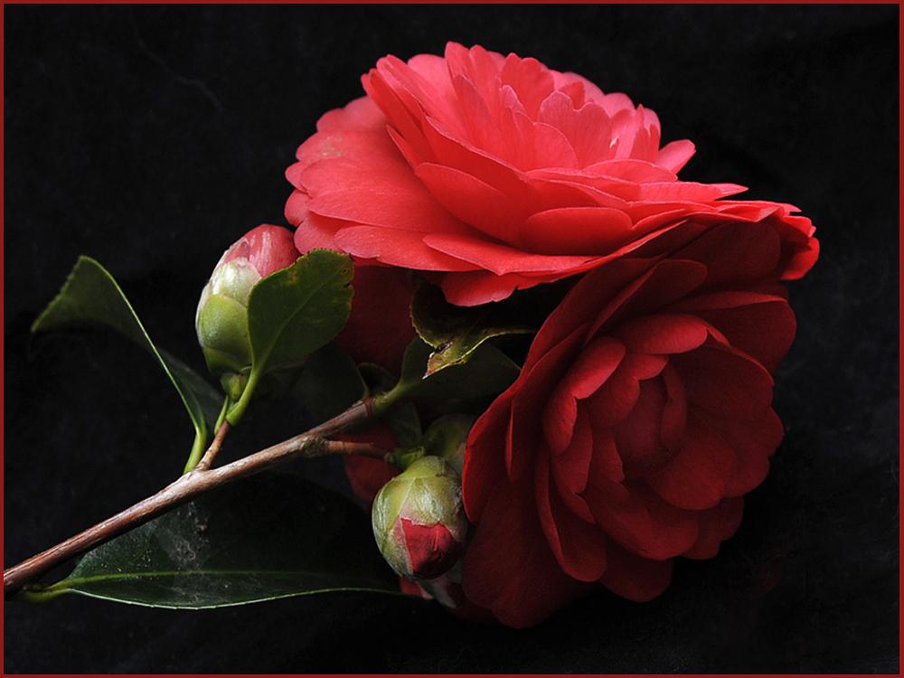 Camellia (Camellia japonica 'Red Red Rose') in the Camellias Database ...