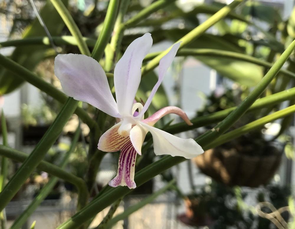 Photo of the bloom of Orchid (Papilionanda Pink Fairy) posted by Ursula ...