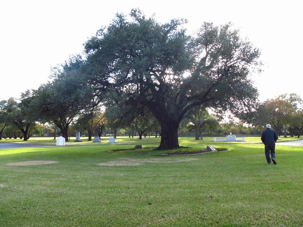 Fort Worth cemetery Live Oak tree in Photo of Live Oak (Quercus ...