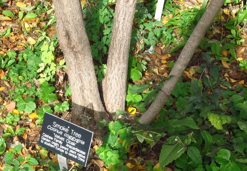 Photo of the stem, scape, stalk or bark of European Smoketree (Cotinus ...