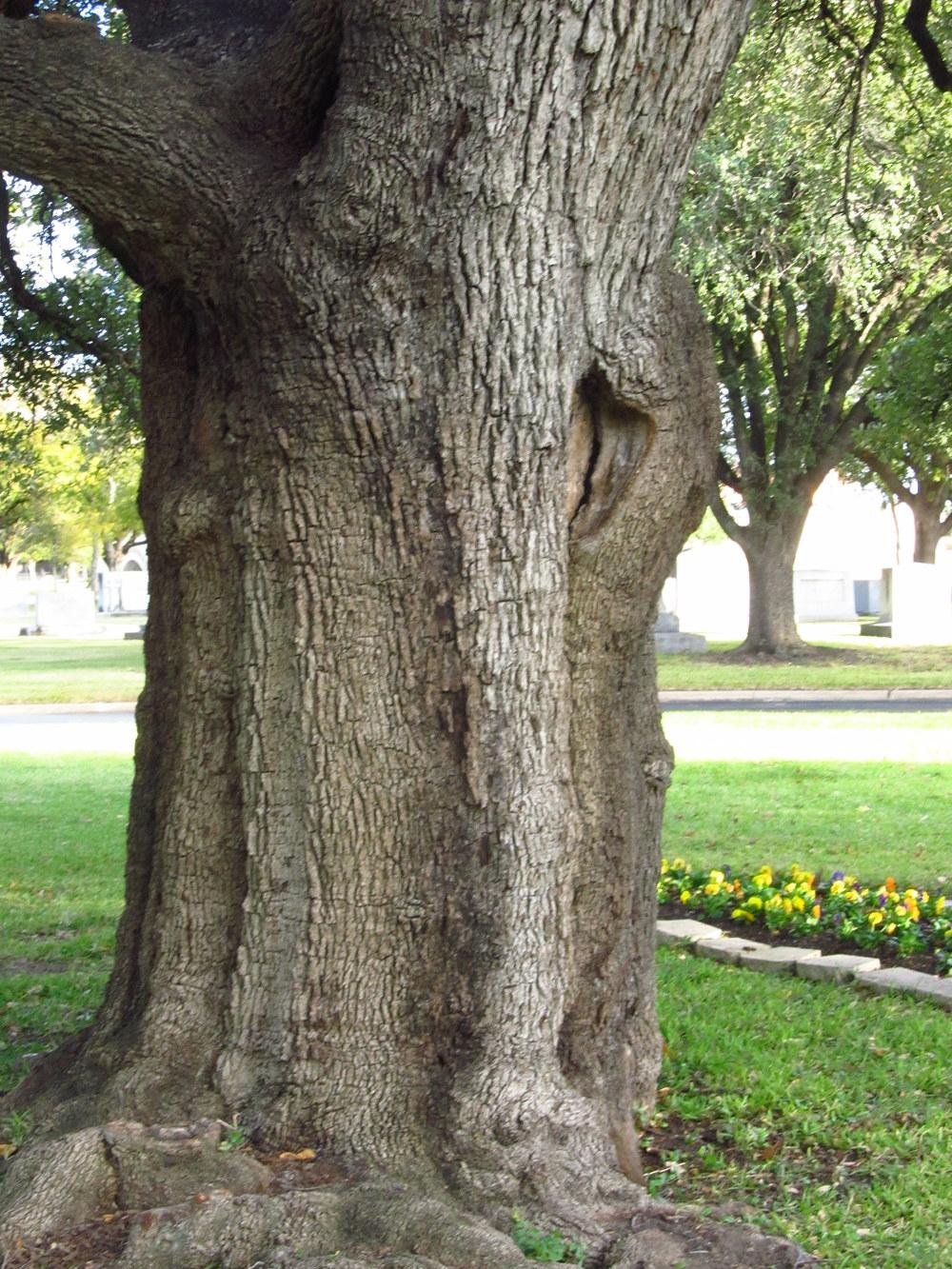 Quercus Virginiana Bark