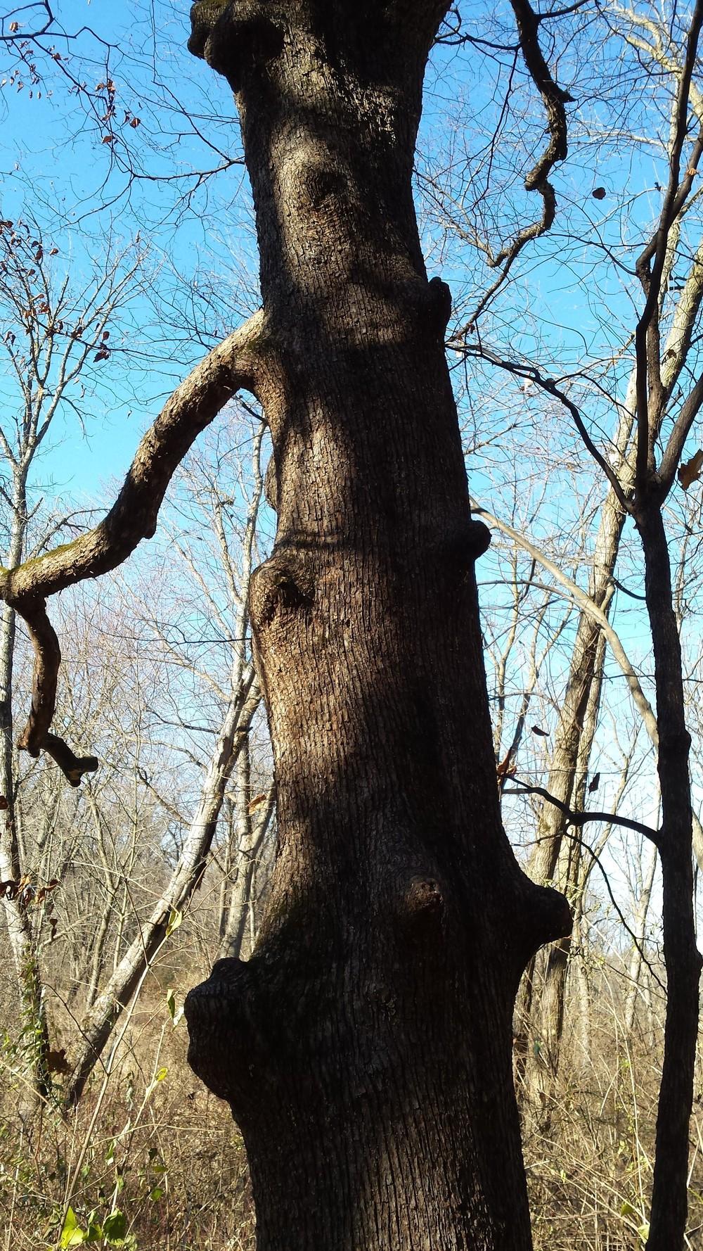 Prairie Crab Apple malus ioensis in Photo of Prairie Crabapple (Malus ...