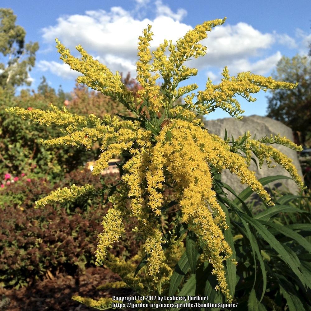 Solidaster (XSolidaster luteus) - Garden.org