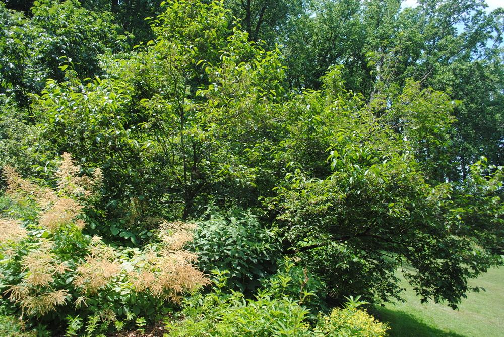 Photo of the entire plant of Eastern Wahoo (Euonymus atropurpureus ...