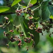 Eastern Wahoo (Euonymus atropurpureus) - Garden.org