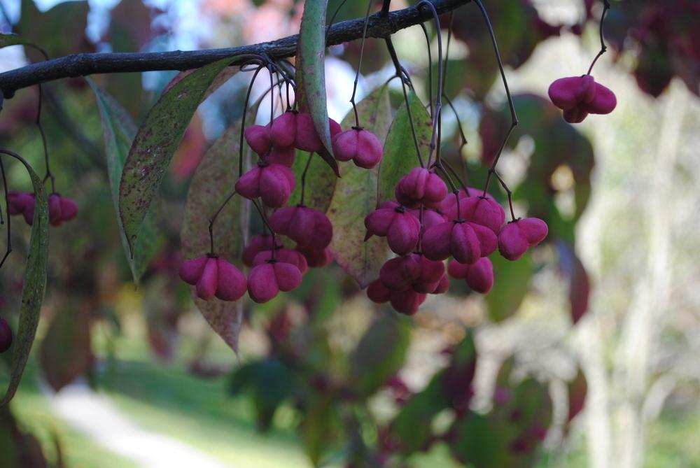 Eastern Wahoo (Euonymus atropurpureus) - Garden.org