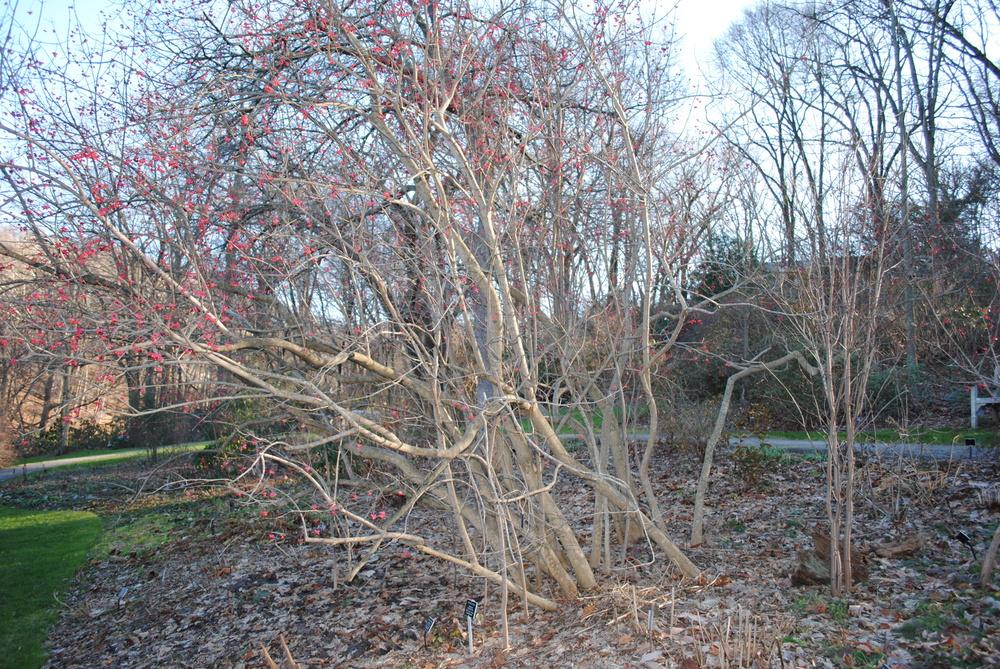Photo of the entire plant of Eastern Wahoo (Euonymus atropurpureus ...