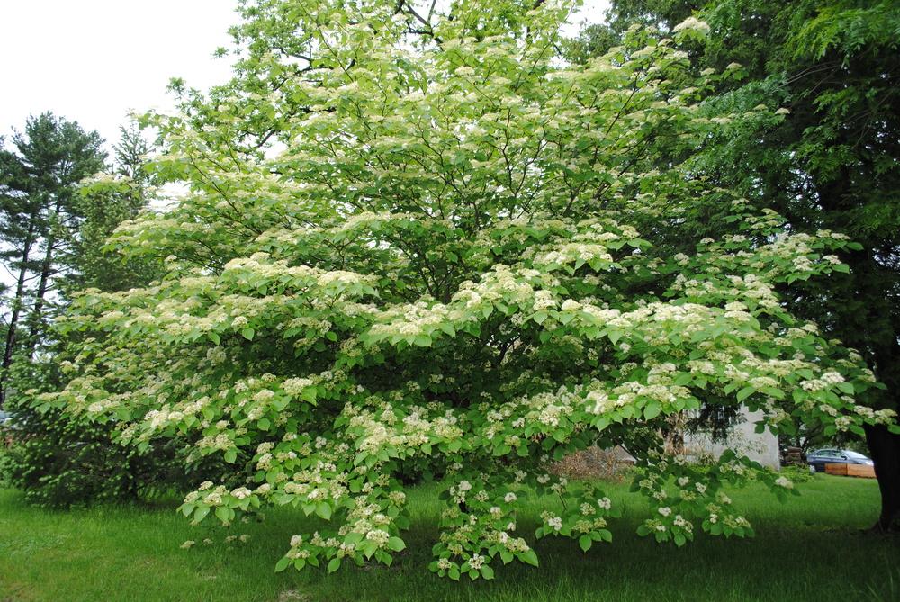 Pagoda Dogwood