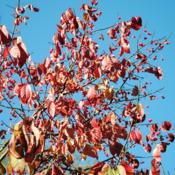 Eastern Wahoo (Euonymus atropurpureus) - Garden.org
