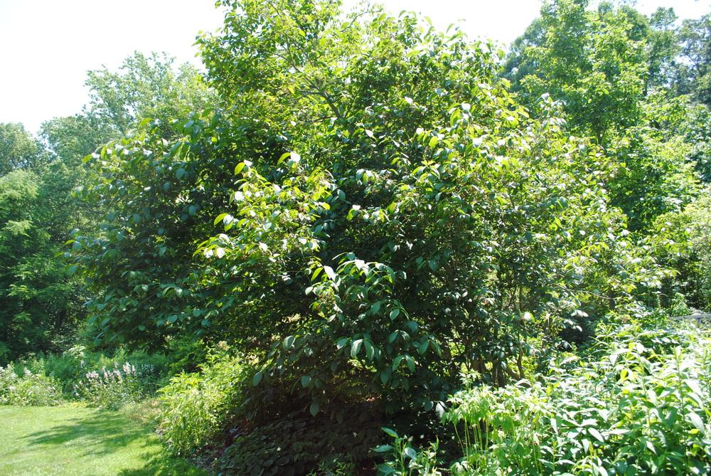 Euonymus Atropurpureus Eastern Wahoo