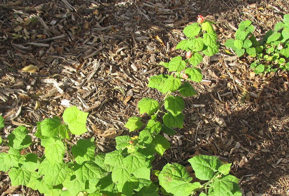 Photo of the leaves of Turk's Cap (Malvaviscus arboreus var. drummondii) posted by jmorth ...
