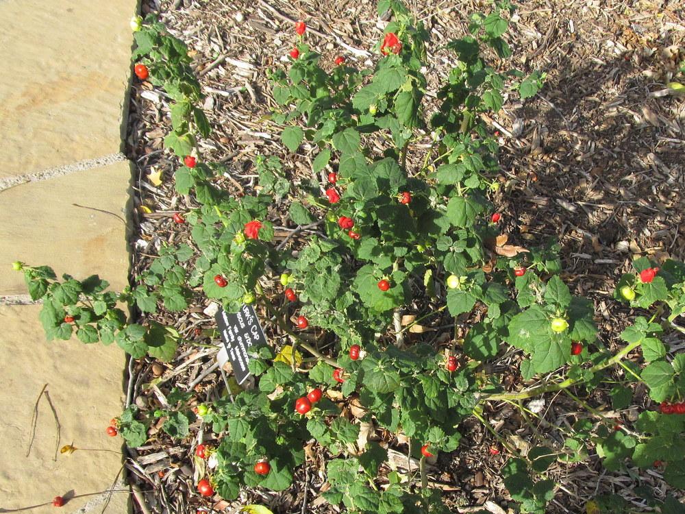 Photo of the entire plant of Turk's Cap (Malvaviscus arboreus var. drummondii) posted by jmorth ...