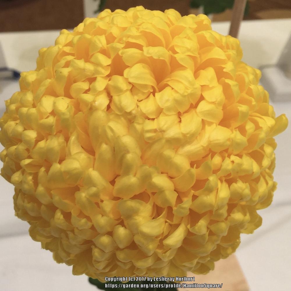 Regular Incurve Mum (Chrysanthemum 'Derek Bircumshaw') - Garden.org