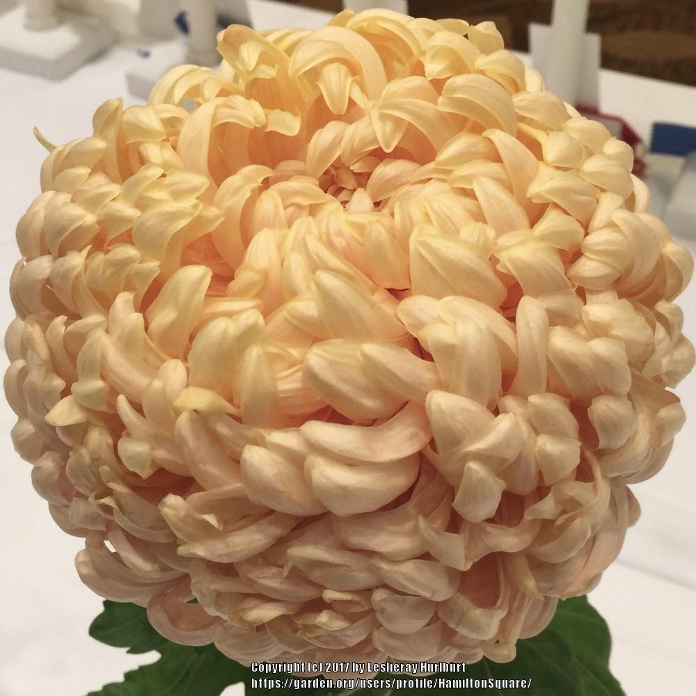 Intermediate Curve Mum (Chrysanthemum 'Apricot Alexis') - Garden.org