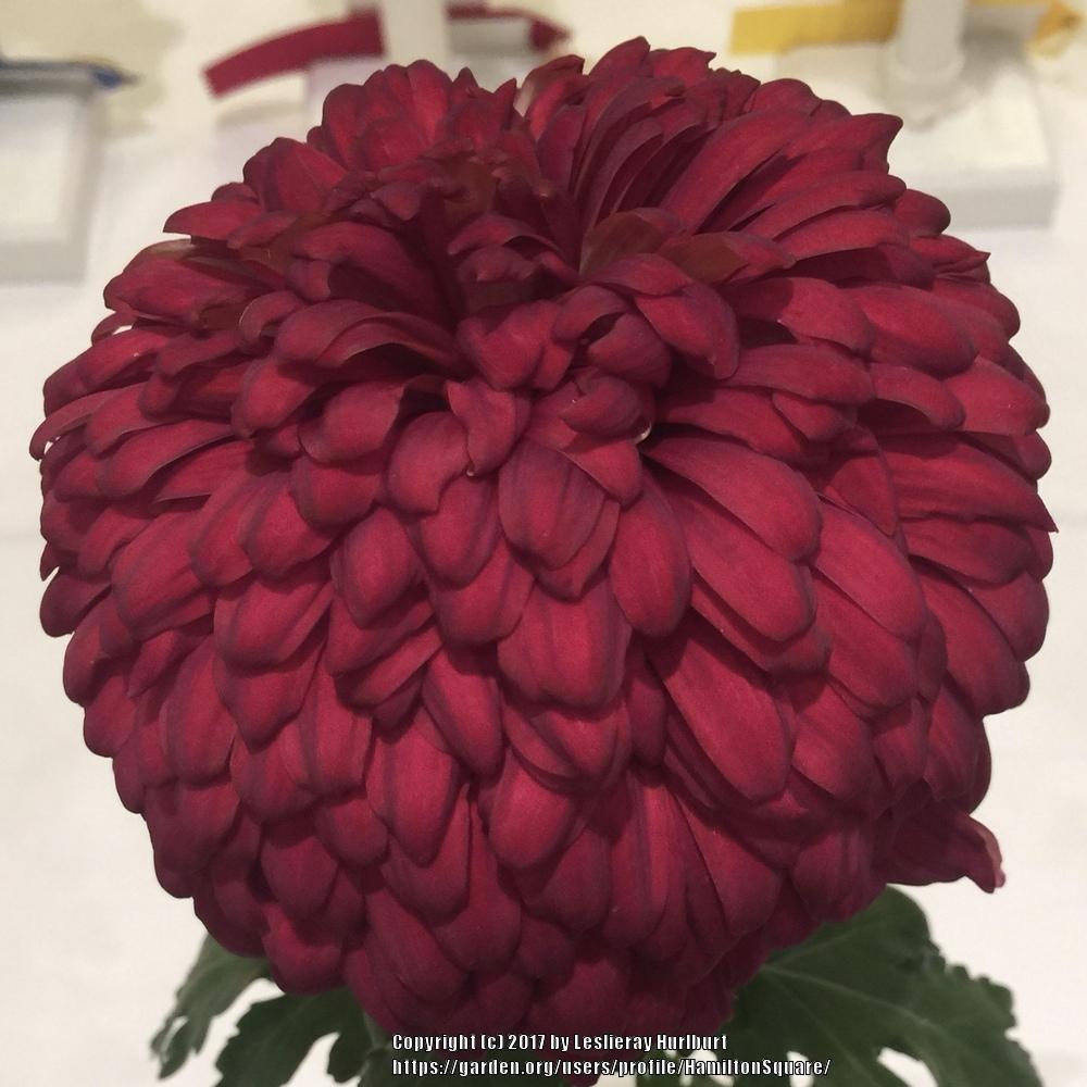 Reflex Mum (Chrysanthemum 'Doreen Statham') - Garden.org