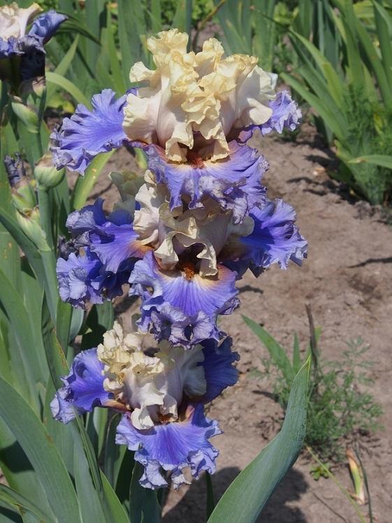 Photo of the bloom of Tall Bearded Iris (Iris 'All Ashore') posted by ...