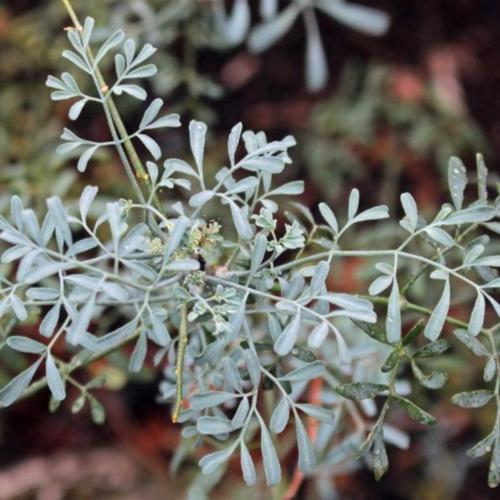 Fringed Rue (Ruta chalepensis) - Garden.org