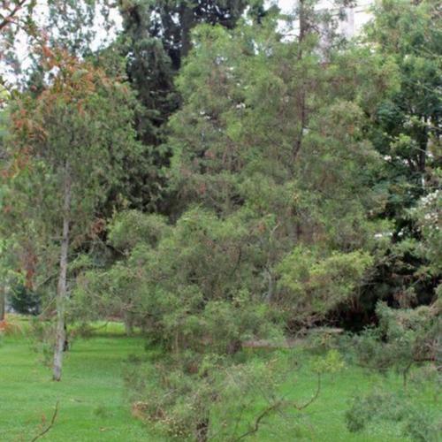 Arar Tree (Tetraclinis articulata) - Garden.org