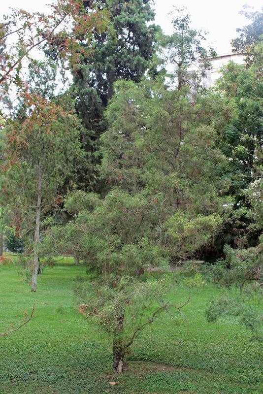 Arar Tree (Tetraclinis articulata) - Garden.org