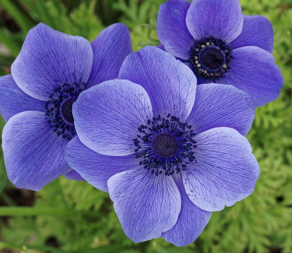 Anemones: Plant Care and Collection of Varieties - Garden.org
