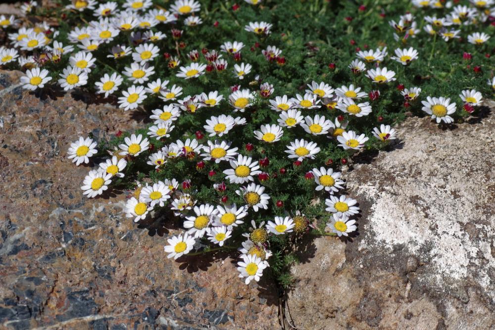Photo of the entire plant of Mount Atlas Daisy (Anacyclus pyrethrum ...