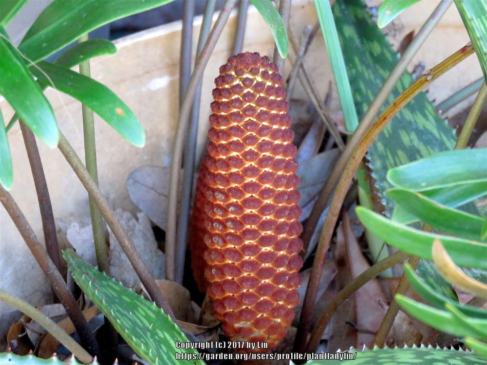 Photo of the cone of Coontie (Zamia integrifolia) posted by ...
