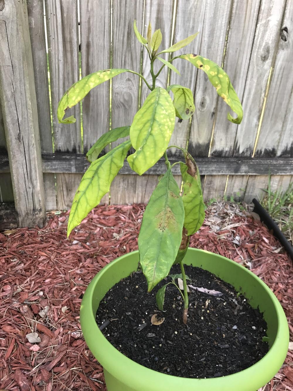 Avocado Plant Dying? in the Ask a Question forum - Garden.org
