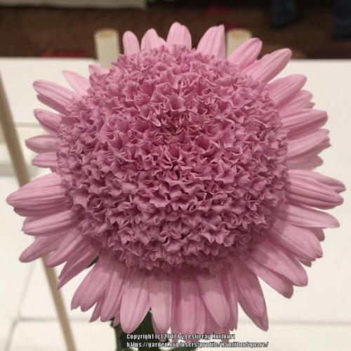 Anemone Mum (Chrysanthemum 'First Light') - Garden.org