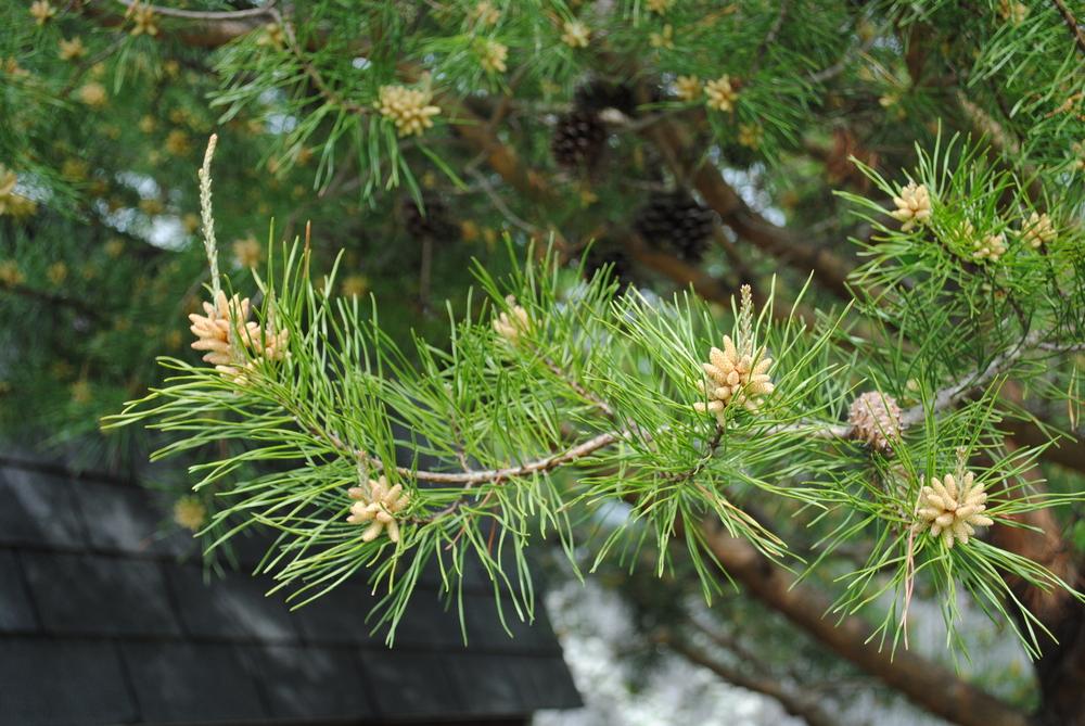 Photo of the bloom of Scrub Pine (Pinus virginiana) posted by ILPARW ...