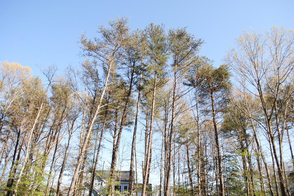Photo of the habitat view of Scrub Pine (Pinus virginiana) posted by ...