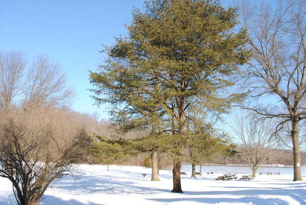 Photo of the entire plant of Scrub Pine (Pinus virginiana) posted by ...