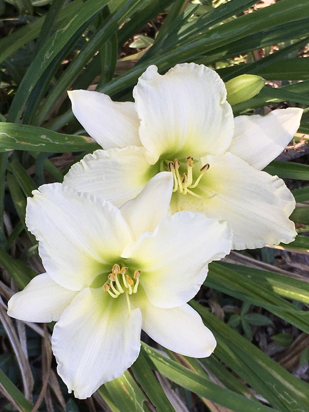 Daylily of the Day: White Perfection in the Plants of the Day forum ...