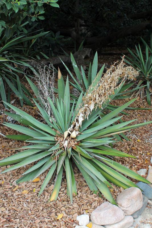 Photo of the entire plant of Spanish Dagger (Yucca treculeana) posted ...