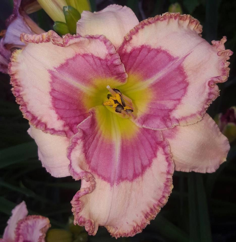 Daylily (Hemerocallis 'Heart of Passion') in the Daylilies Database ...