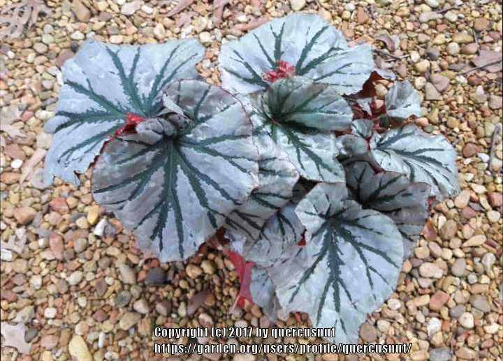Photo of the entire plant of Cane Begonia (Begonia 'Looking Glass ...