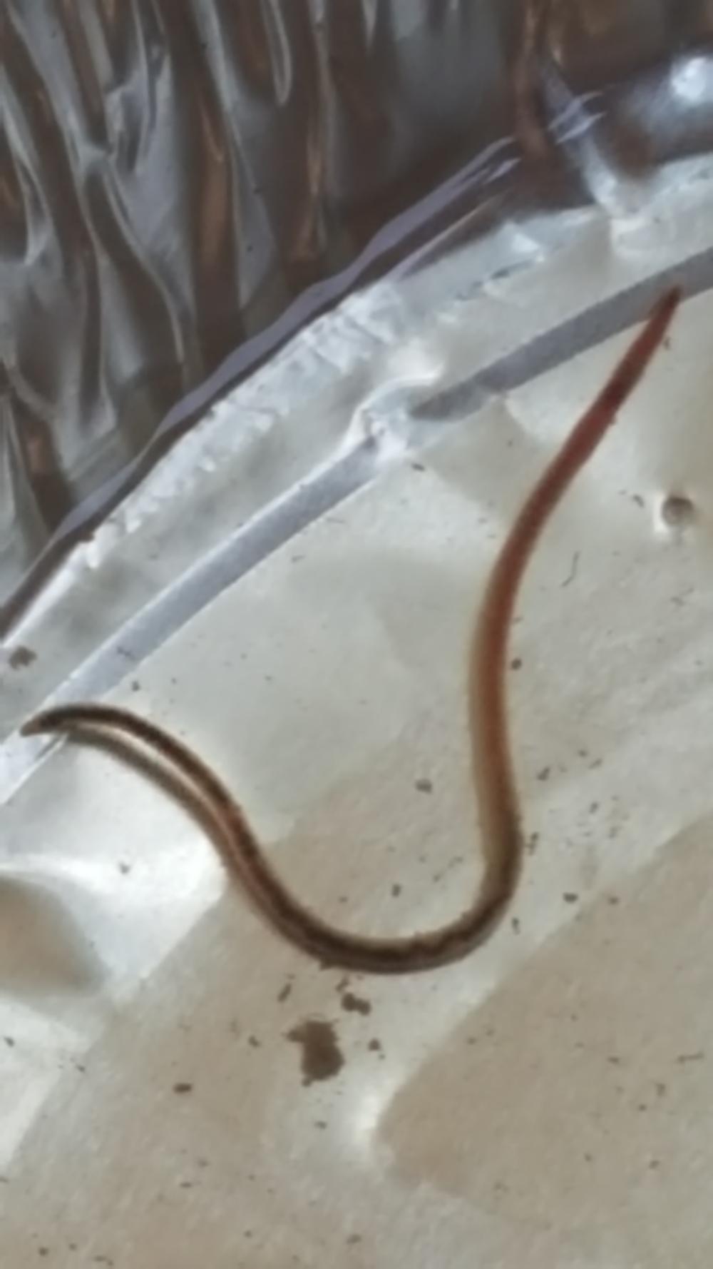 Worms in fiddle leaf fig drainage! HELP! in the Ask a Question forum ...