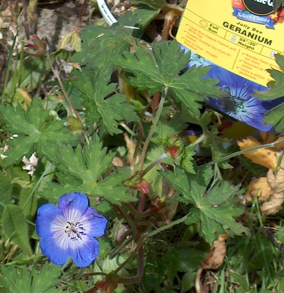 Photo of the entire plant of Hardy Geranium (Geranium 'Jolly Bee ...