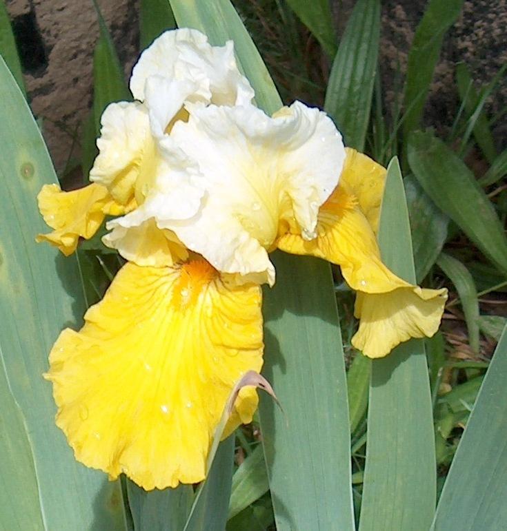 Tall Bearded Iris (Iris 'Dancing Sunspots') in the Irises Database ...