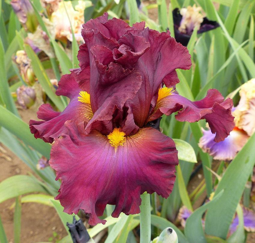 Photo of the bloom of Tall Bearded Iris (Iris 'Ruby Baby') posted by ...