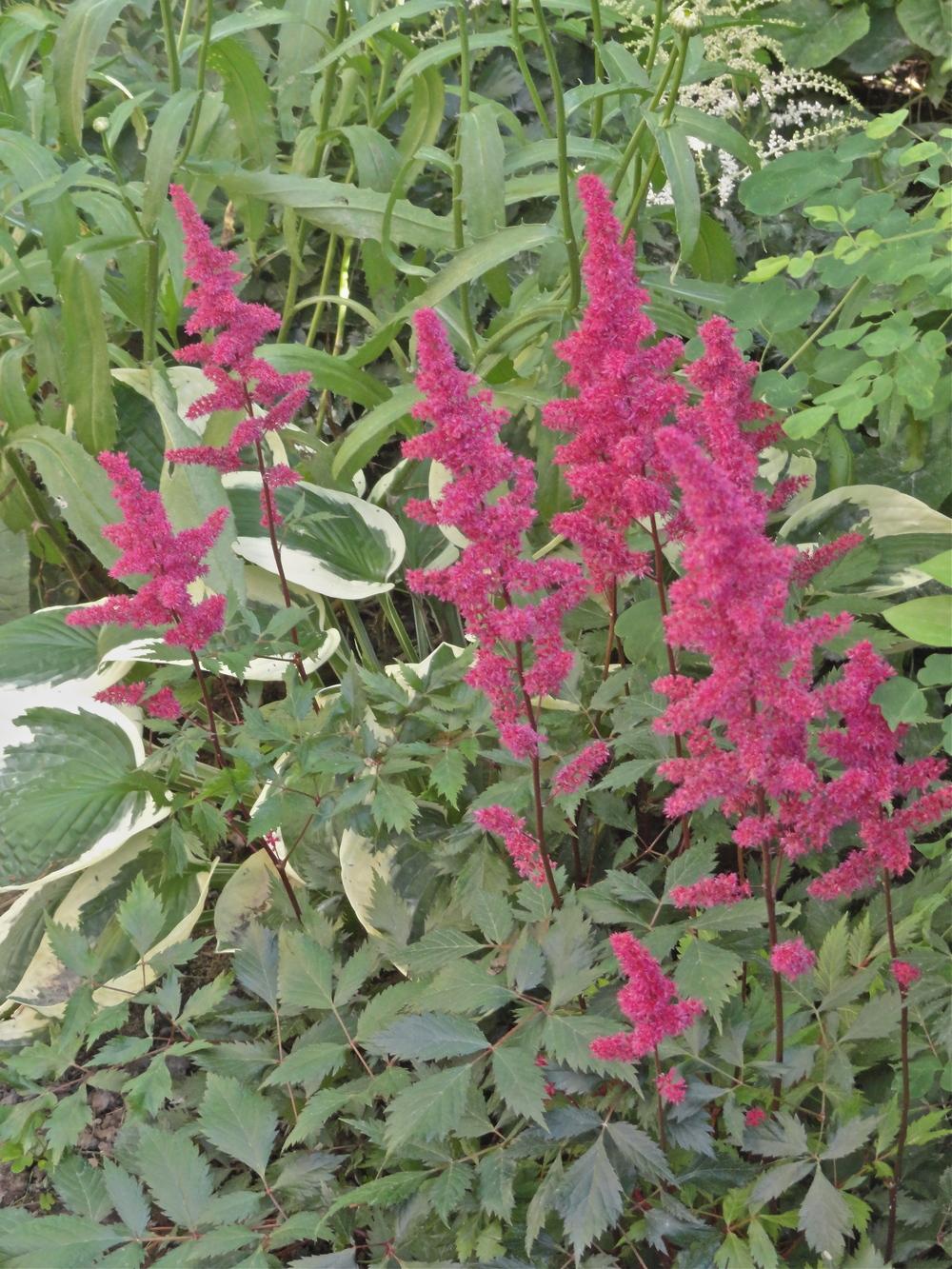 Photo of the bloom of Astilbe Japonica hybrid (Astilbe 'Montgomery ...